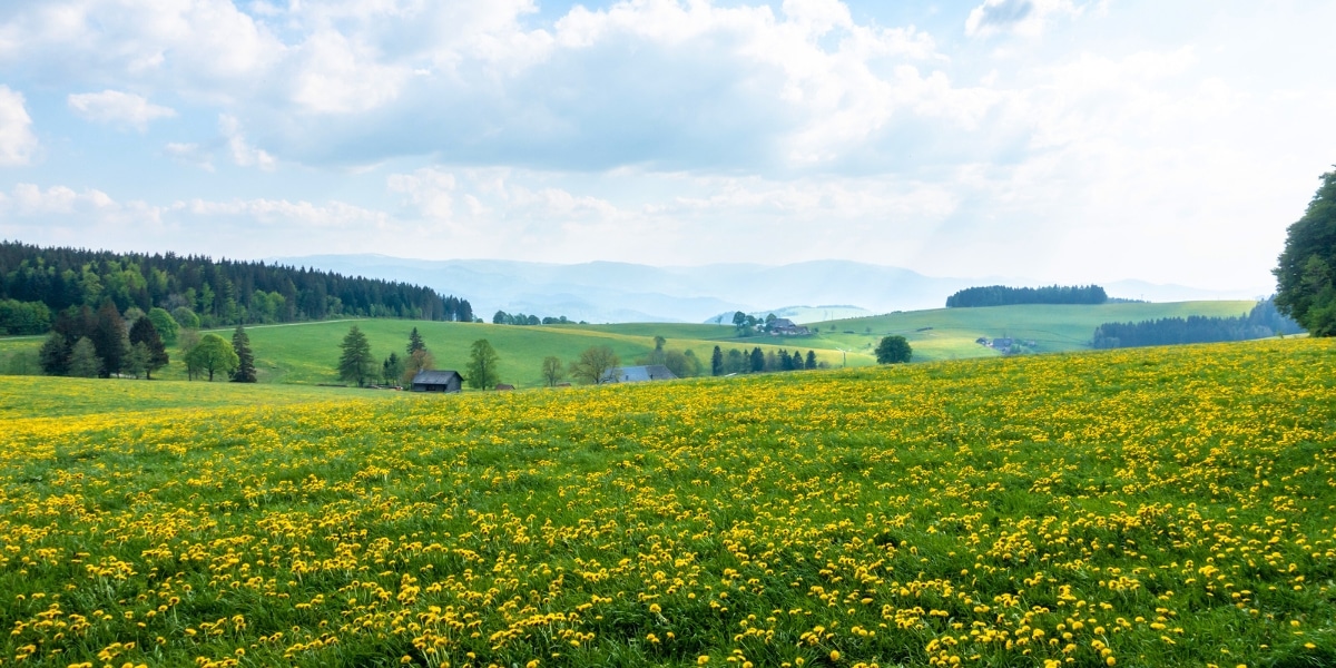 The Best of the Black Forest: Highlights & Hidden Gems | The Gap Decaders